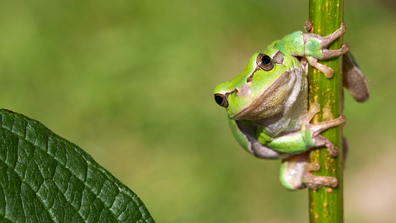Frosch schützt Frösche - Werner & Mertz